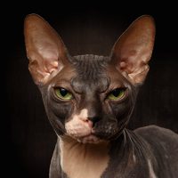 How Are Pets Divided In A Divorce?